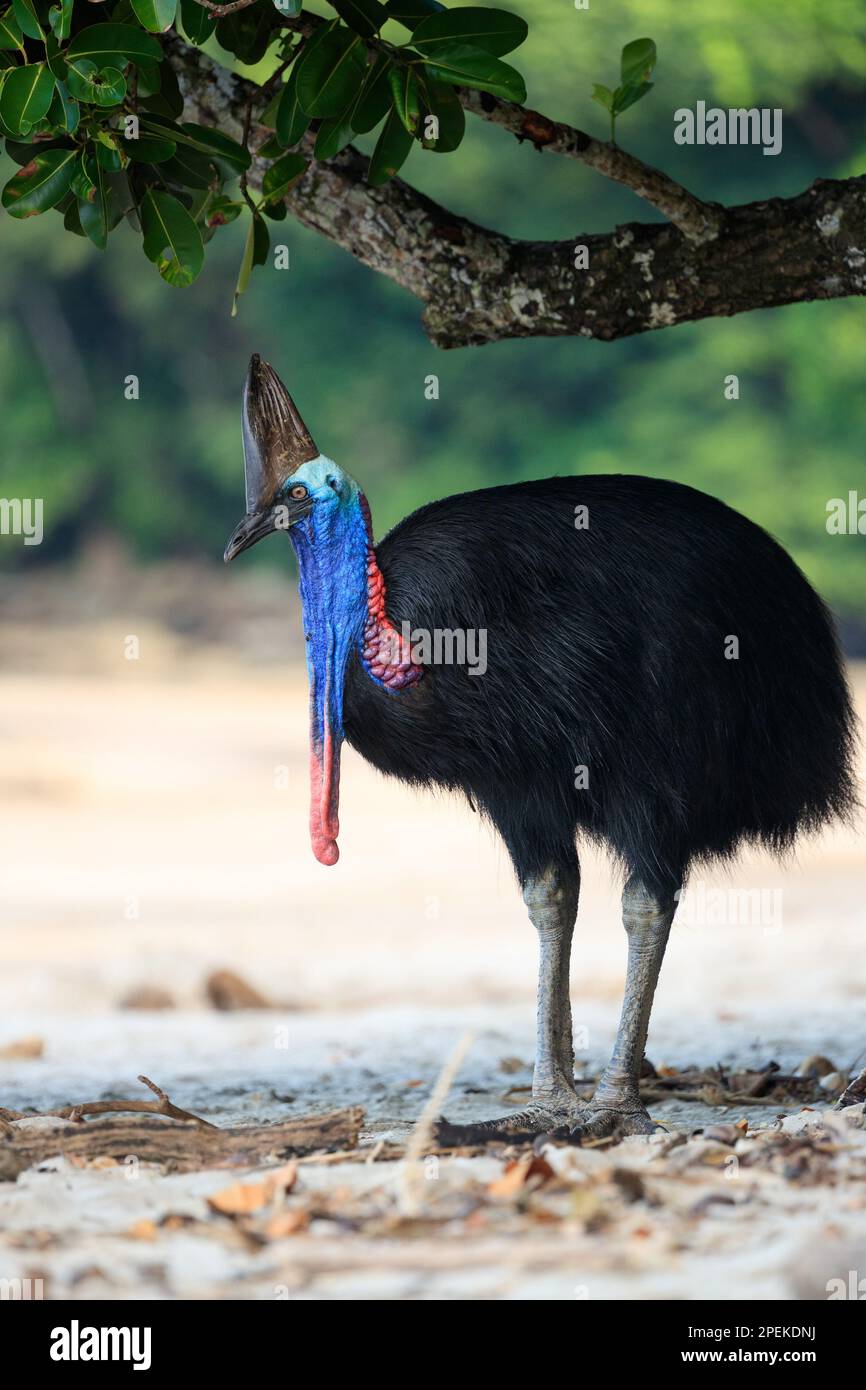 Female Southern Cassowary (Casuarius casuarius) Etty Bay, Queensland ...