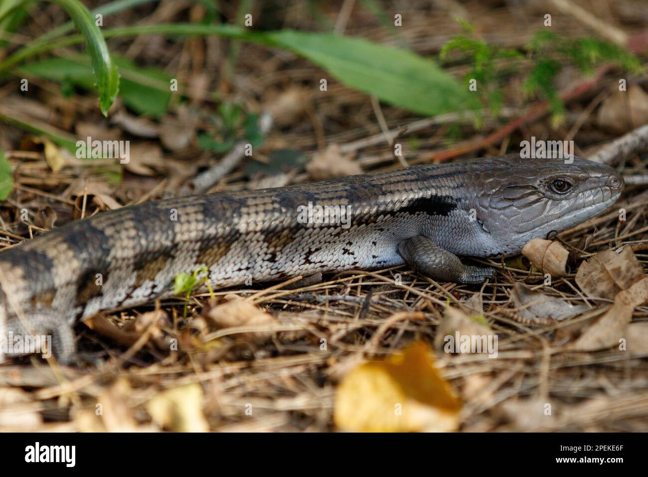 Eastern Blue Tongued Skink (Tiliqua scincoides) in leaf litter in the ...