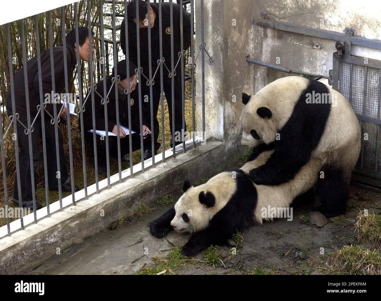 Researchers look on as giant pandas Yueyue, left, and Dadi mate at the ...