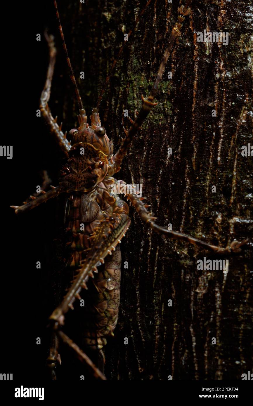 Djiru national park hi-res stock photography and images - Alamy