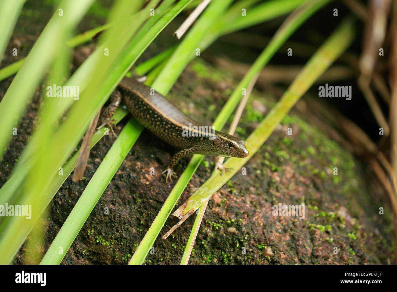 Eastern Water Skink (Eulamprus quoyii) Tully Gorge National Park ...