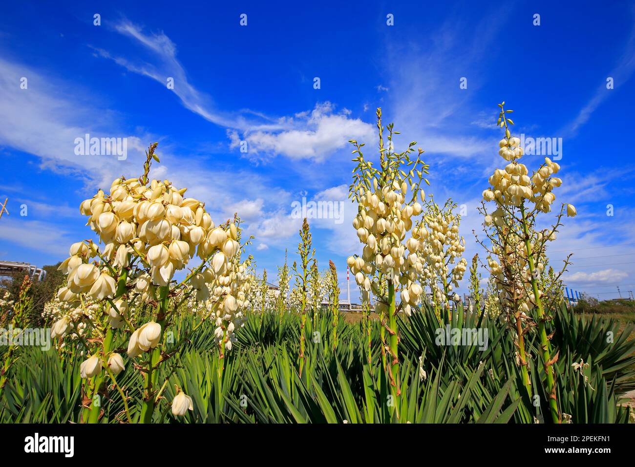 Sisal, Spanish dagger Stock Photo - Alamy