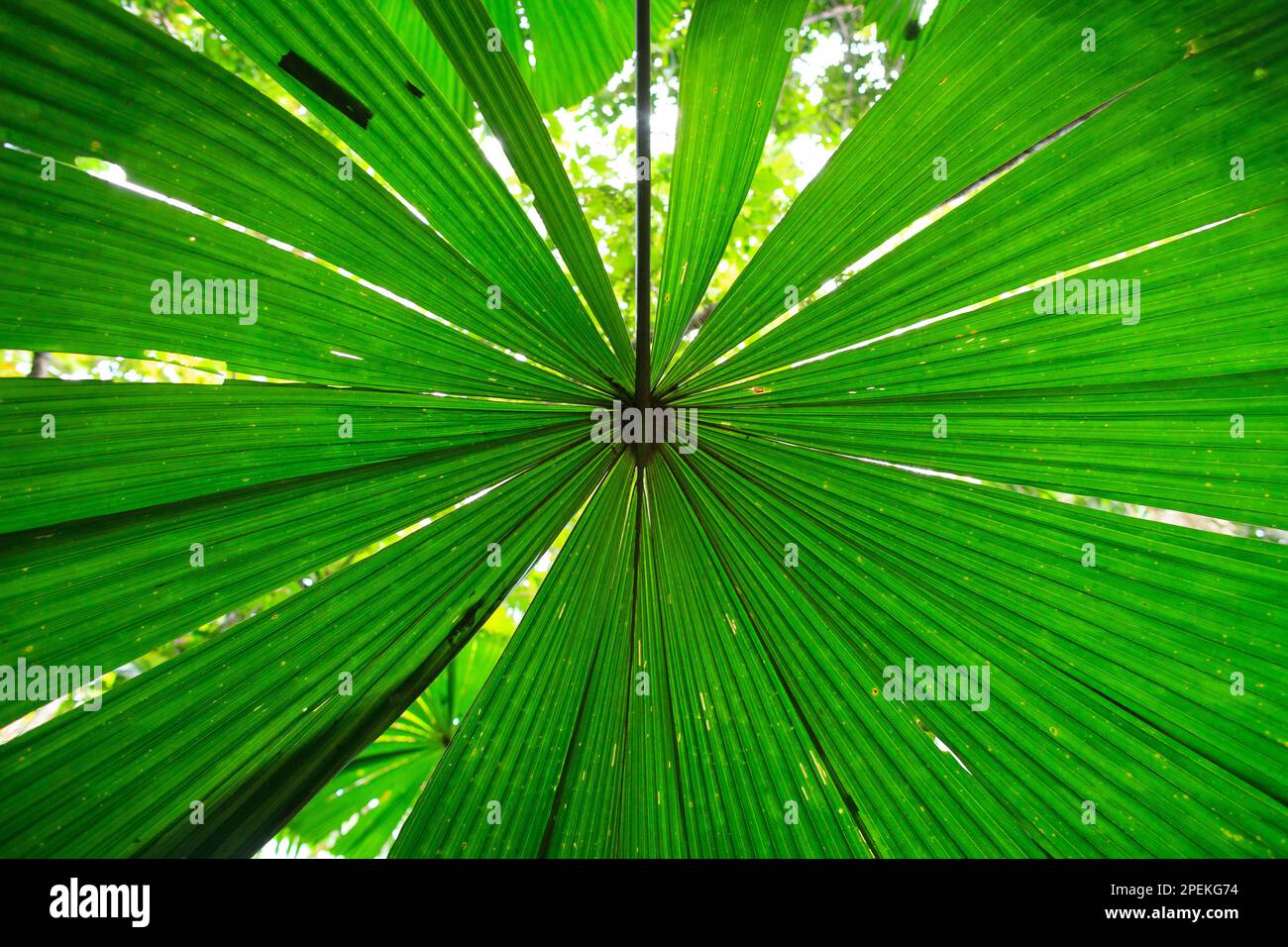Fan Palm (Licuala ramsayi) forest in Djiru National Park, Queensland ...