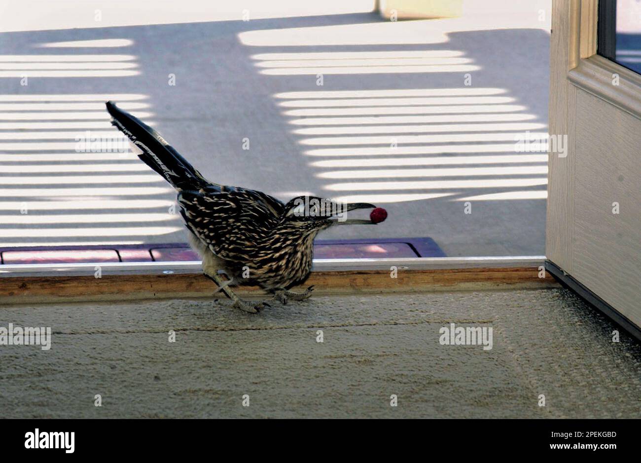 A roadrunner eats raw hamburger in Lake Havasu City, Ariz., in this ...