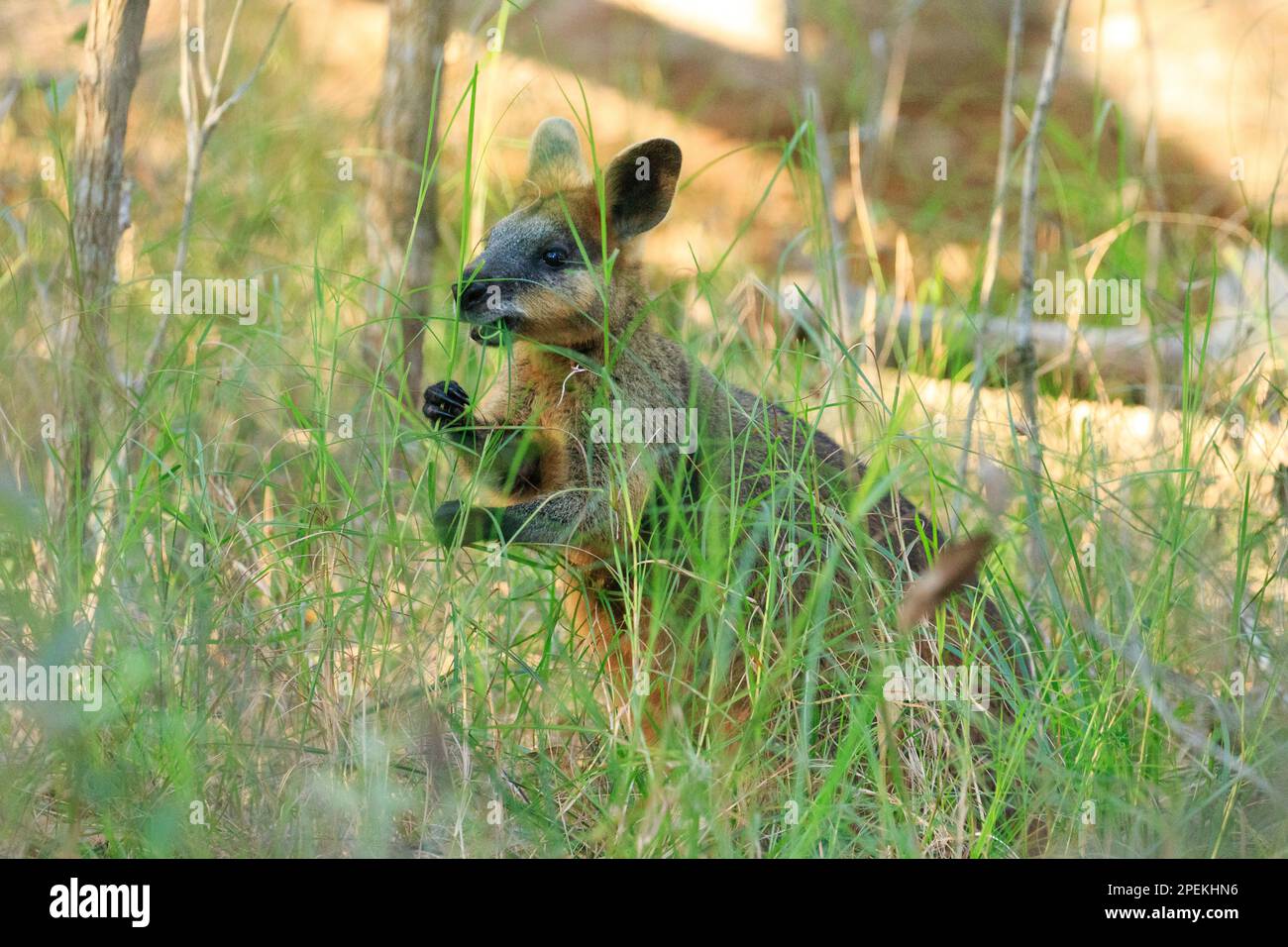 Venman bushland national park hi-res stock photography and images - Alamy