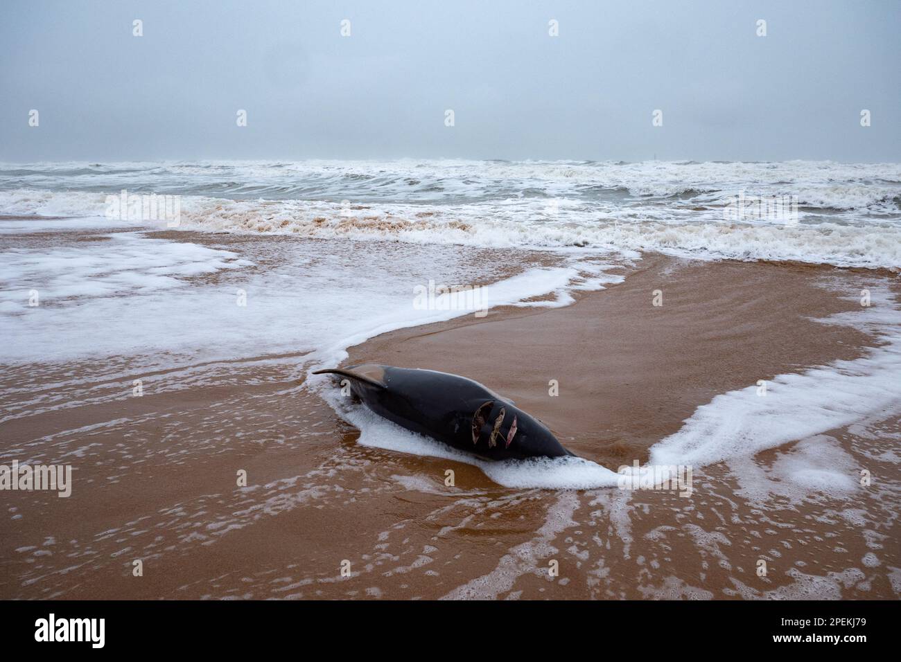 Unknown. 10th Mar, 2023. Dead dolphin stranded on the beach of Phare ...