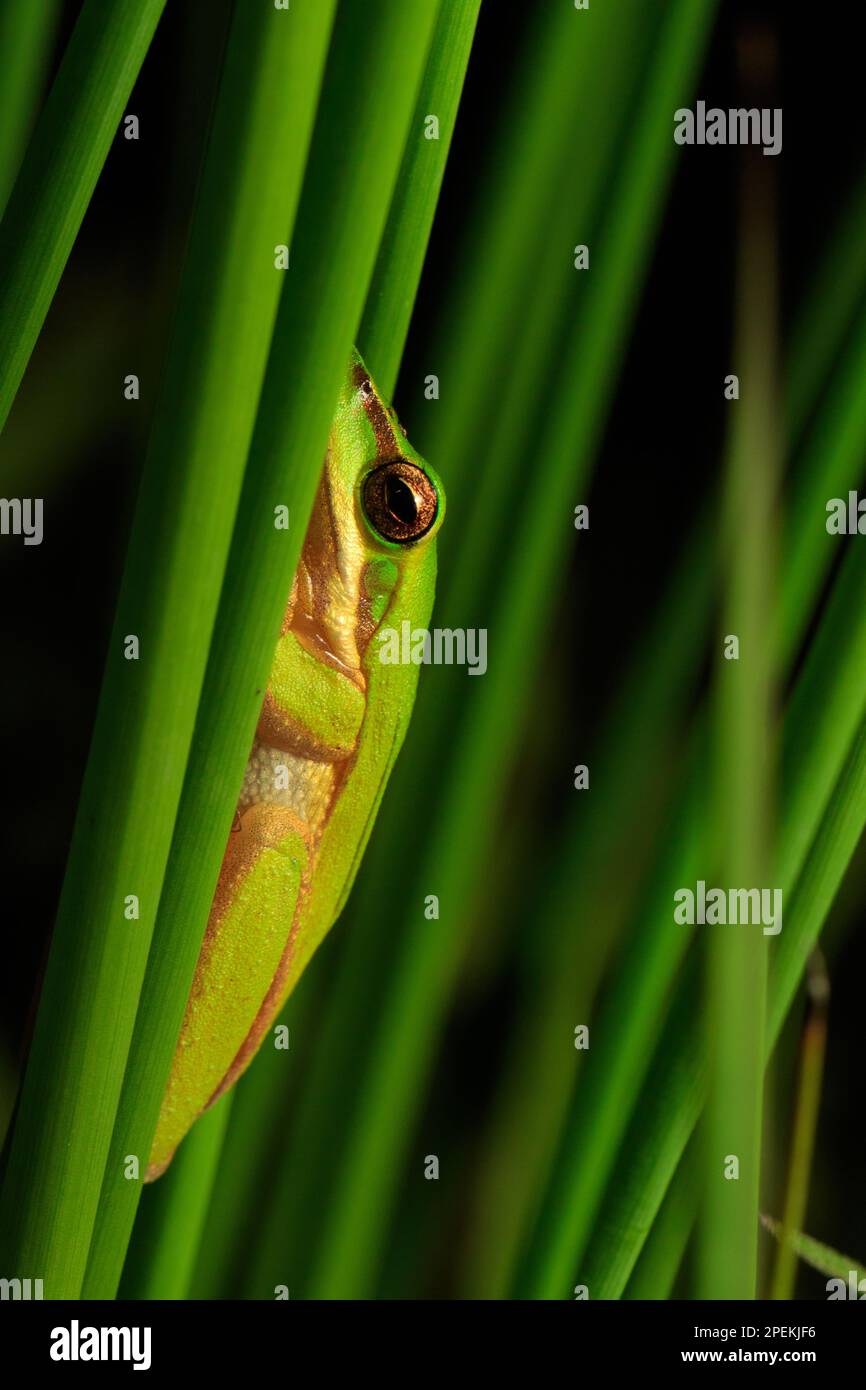 Eastern Sedge Frog (Litoria fallax Stock Photo - Alamy