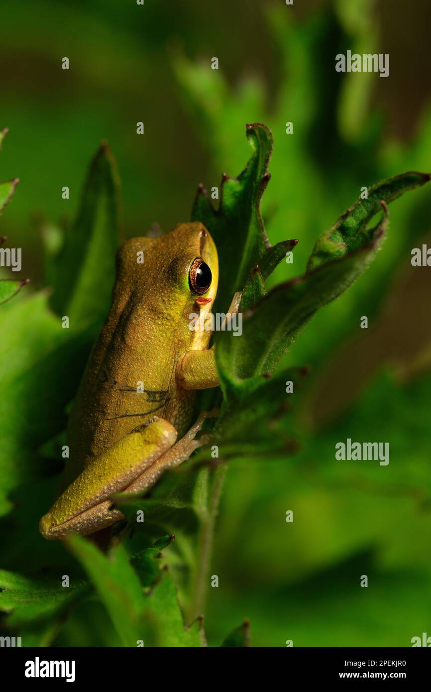 Eastern Sedge Frog (Litoria fallax Stock Photo - Alamy
