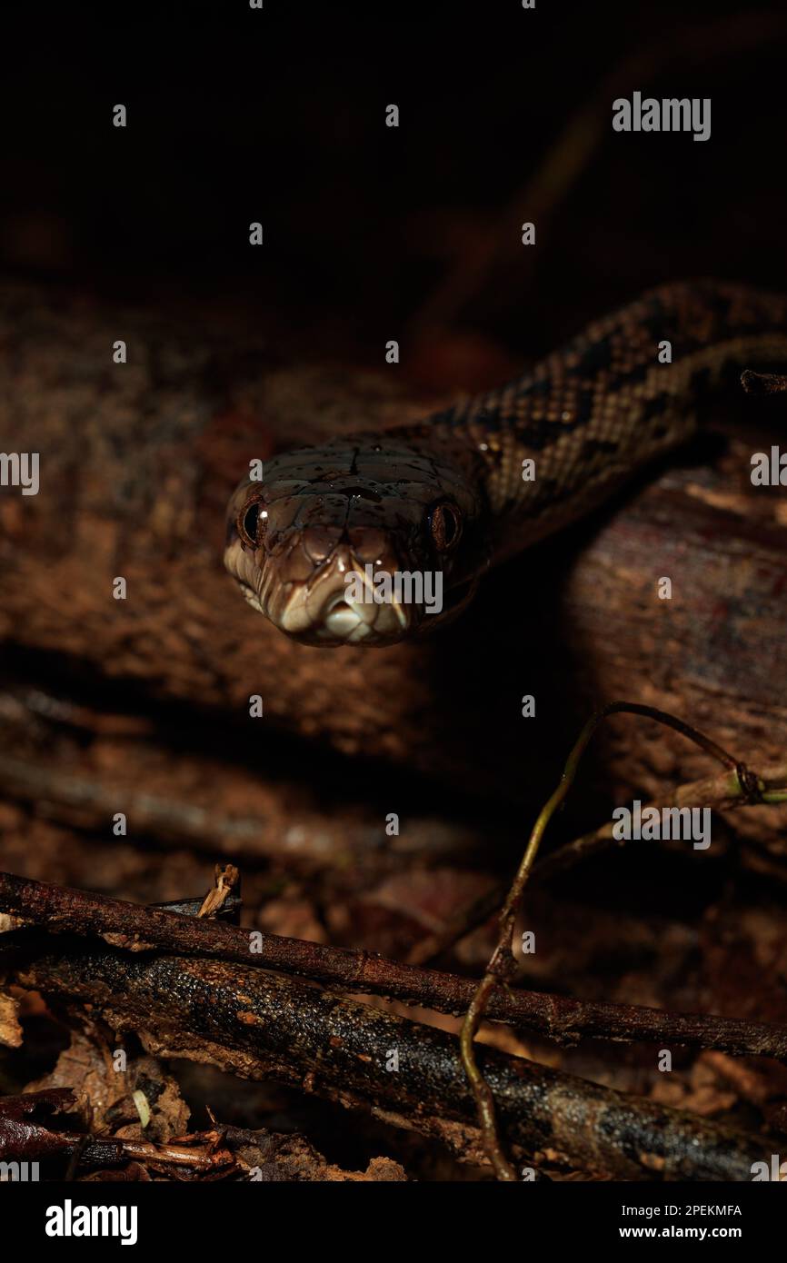 Djiru national park hi-res stock photography and images - Alamy