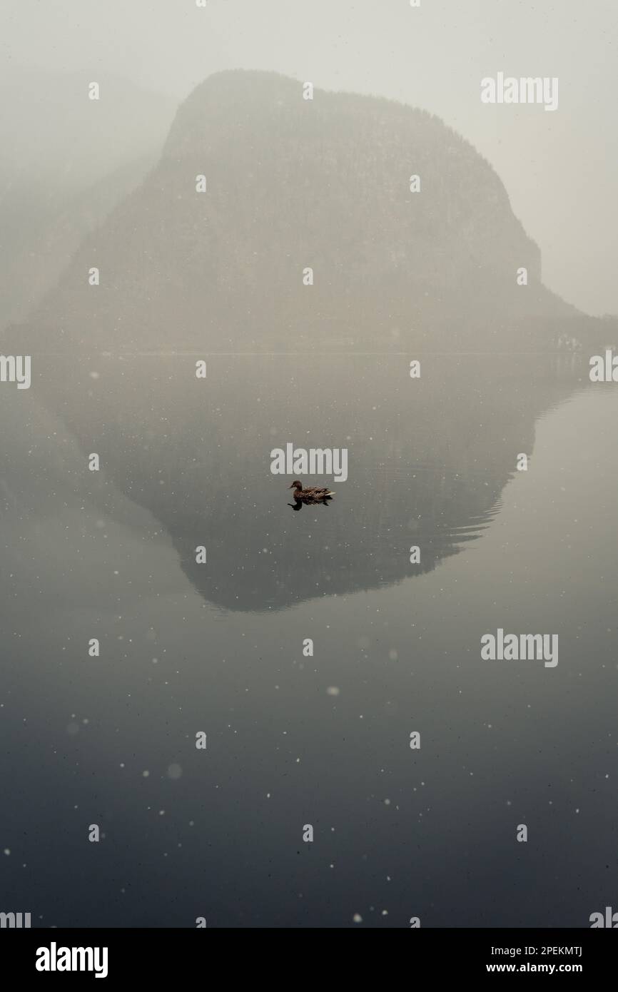A single mallard duck peacefully floating in front of a large rock ...