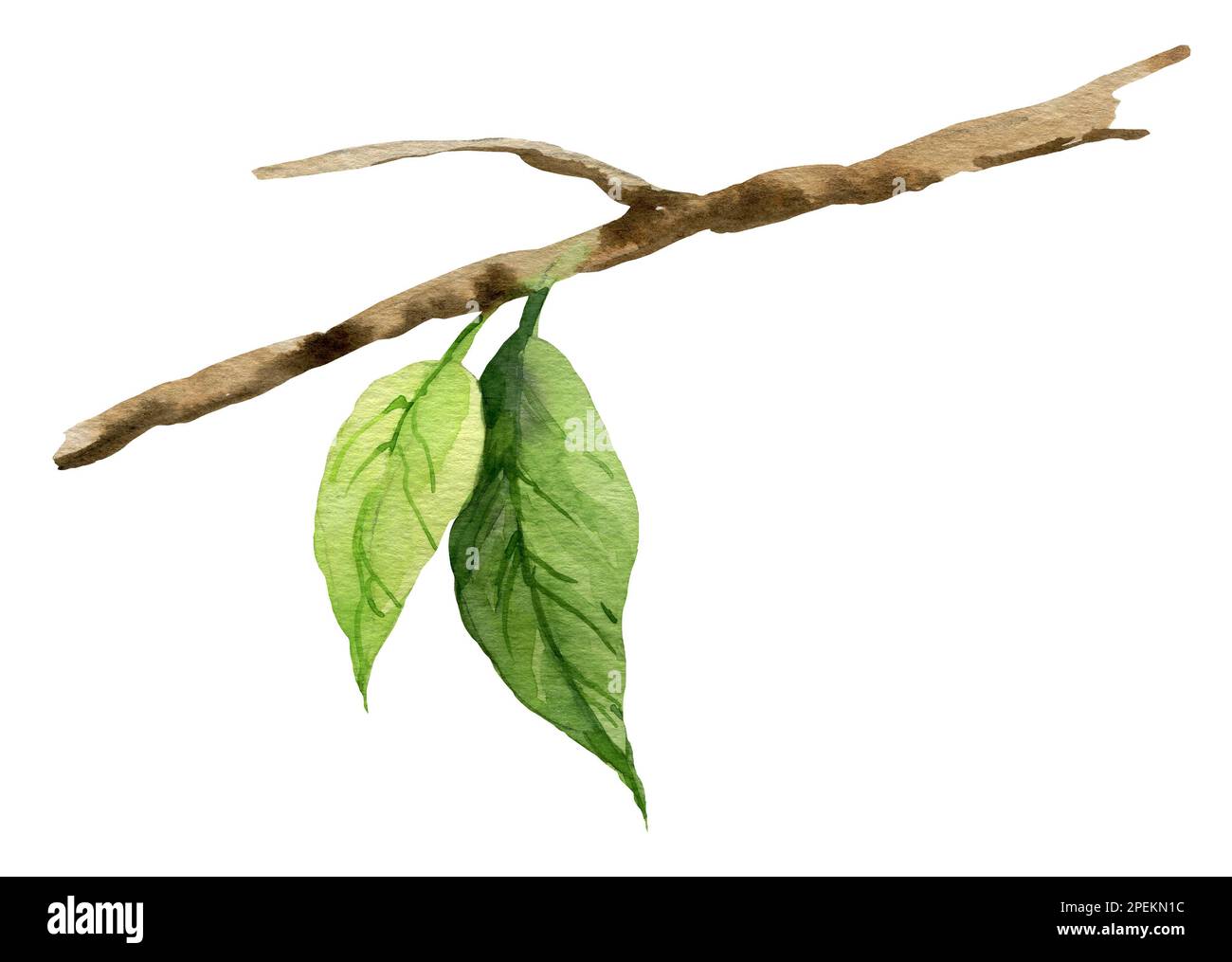 watercolour illustration of branch with green leaves, hand drawn sketch ...