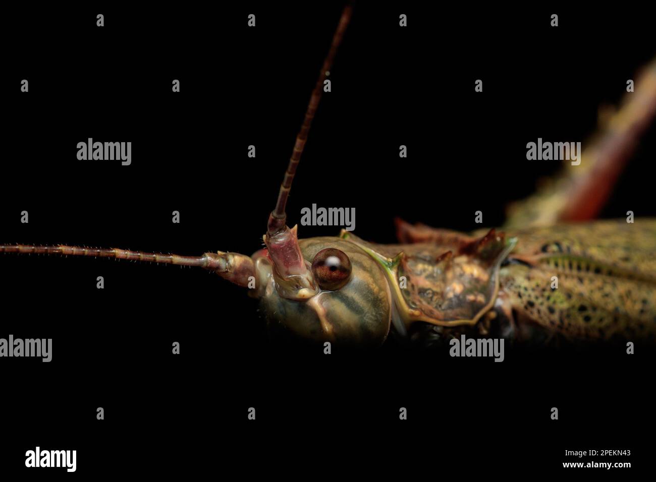 Spiny-legged Rainforest Katydid (Phricta spinosa), Djiru National Park ...