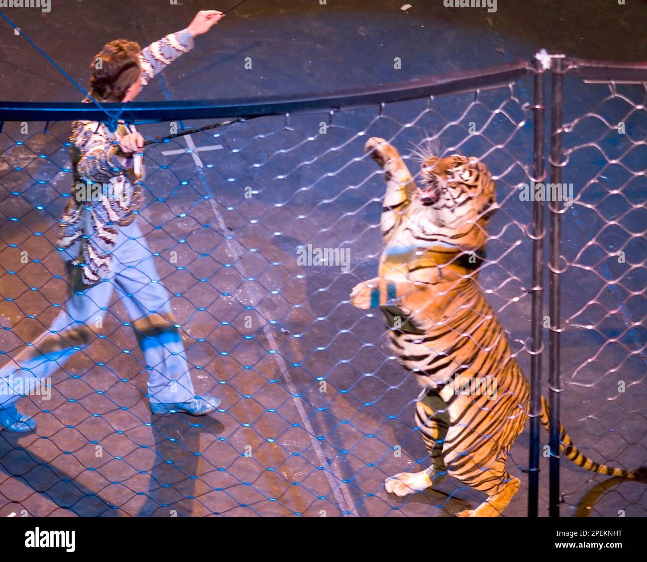 Animal trainer and performer Mark Oliver Gebel works with his tigers ...