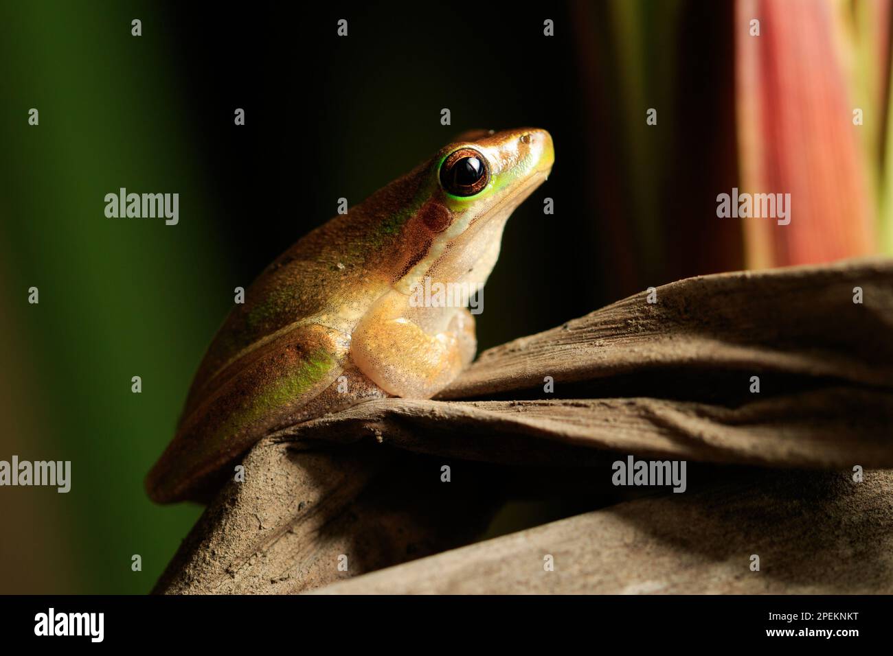 Eastern Sedge Frog (Litoria fallax Stock Photo - Alamy