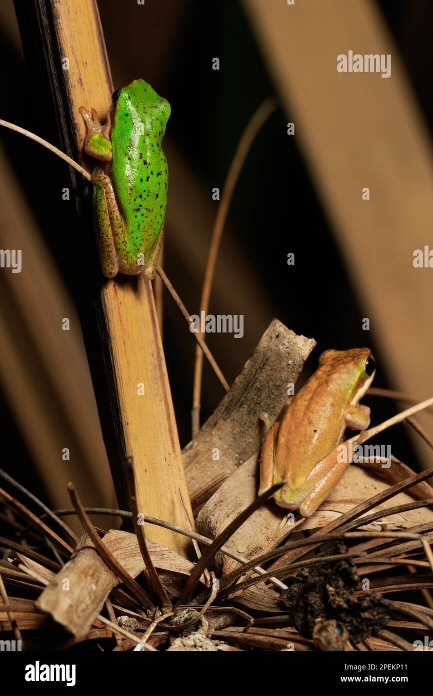 Eastern Sedge Frog (Litoria fallax Stock Photo - Alamy