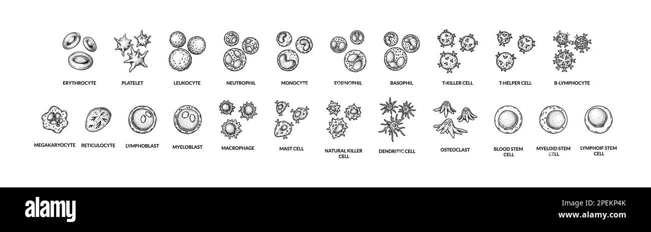 Blood cells isolated on white background. Scientific microbiology vector illustration in sketch ...