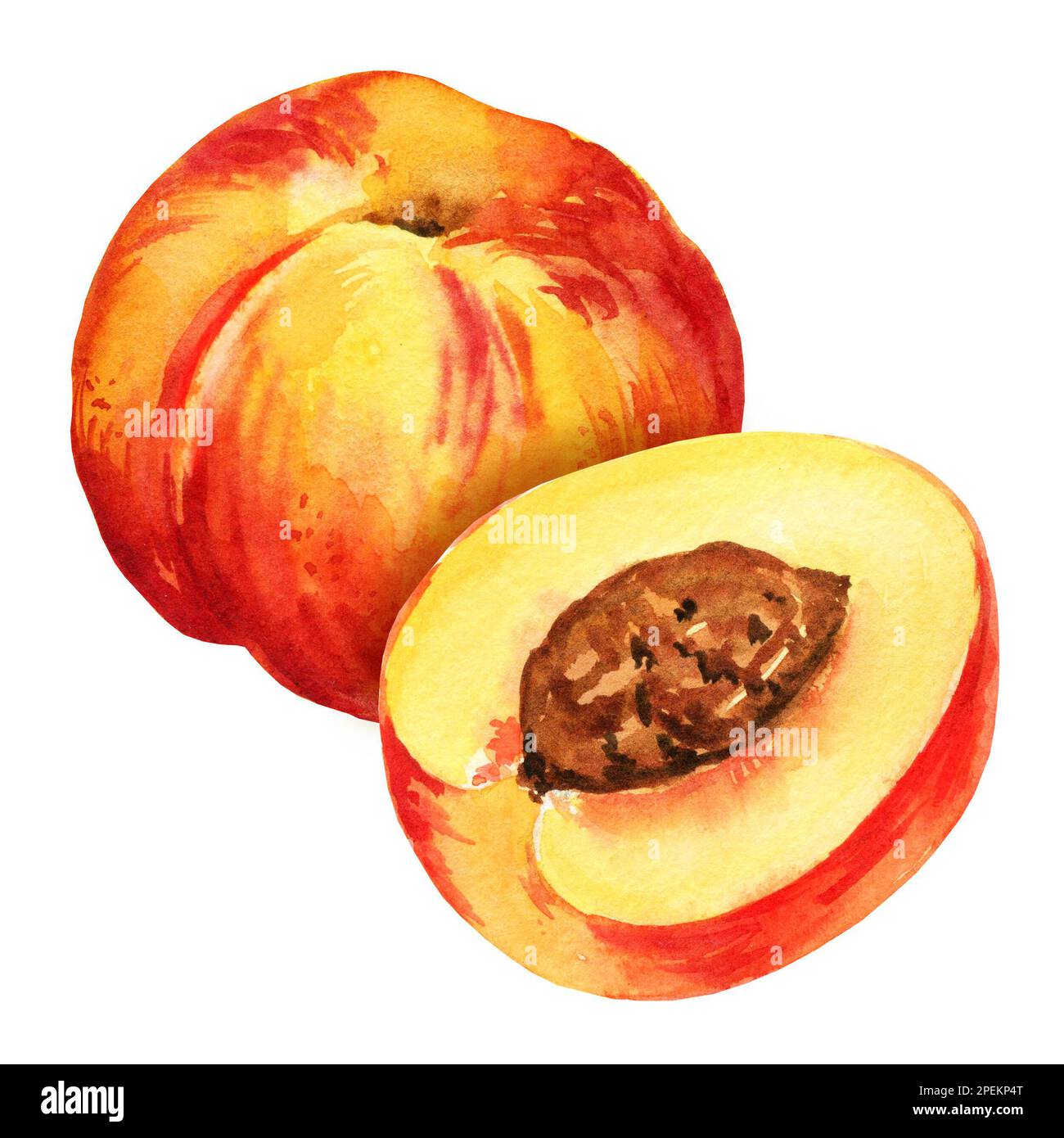 watercolour illustration of nectarine, peach and peach half with stone ...
