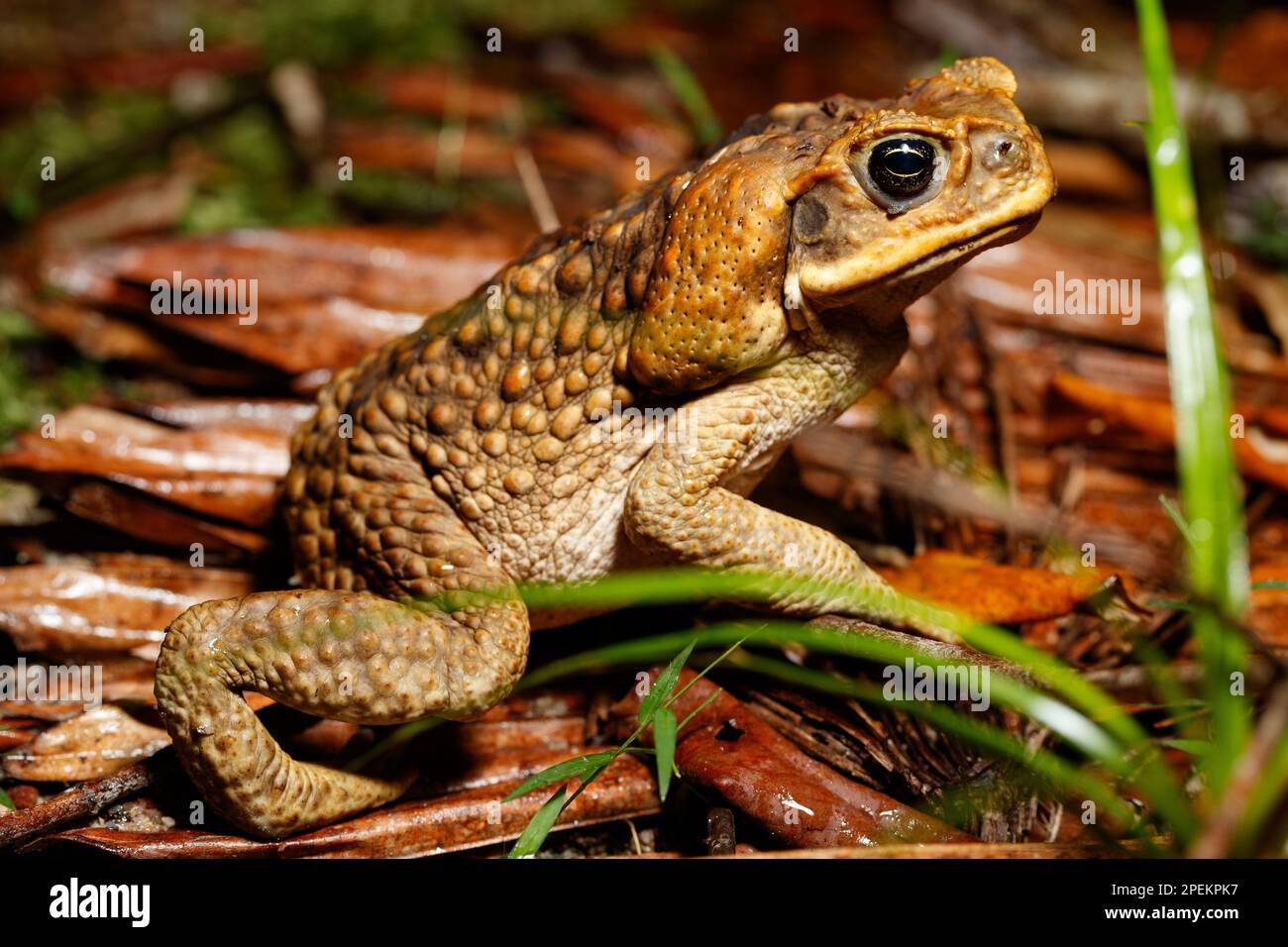 Cane Toad (Rhinella marinus) Djiru National Park, Queensland. This ...
