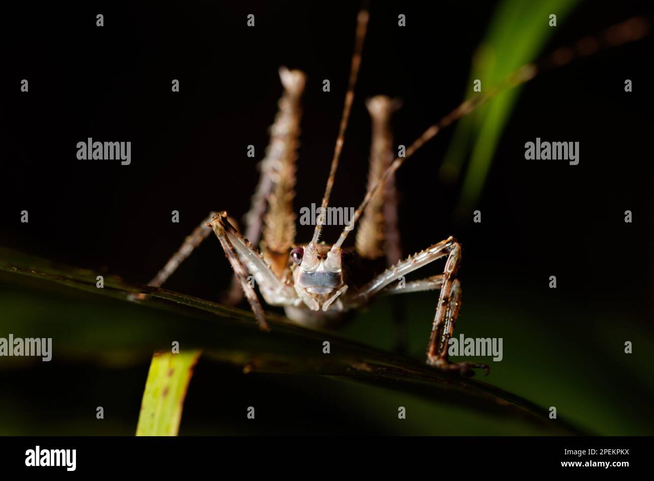 Spiny legged rainforest katydid hi-res stock photography and images - Alamy