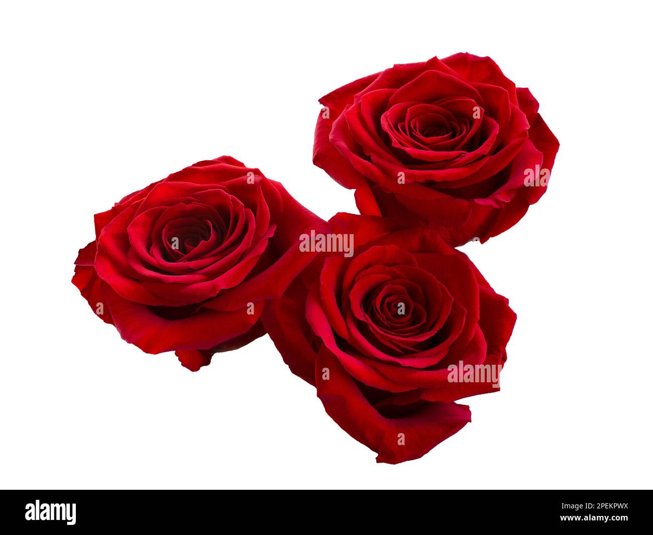 Three bright red roses on white background Stock Photo - Alamy