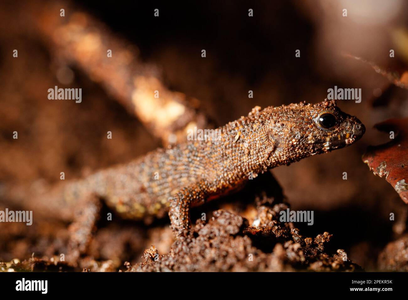 Prickly Forest Skink (Gnypetoscincus queenslandiae) Wooroonooran ...