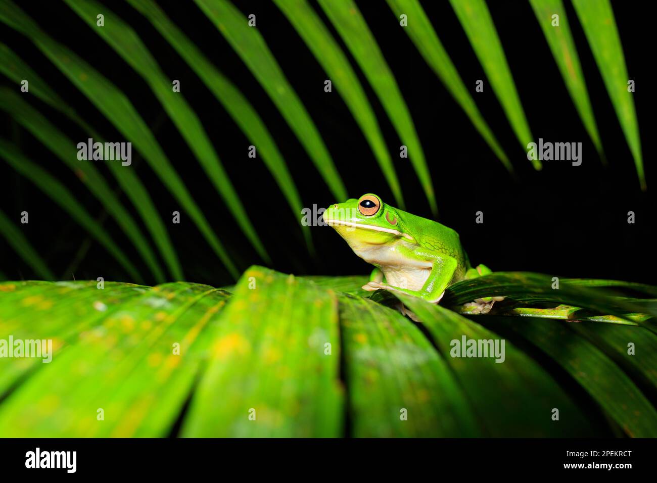 White-Lipped Tree Frog on palm frond in Djiru National Park, Queensland ...