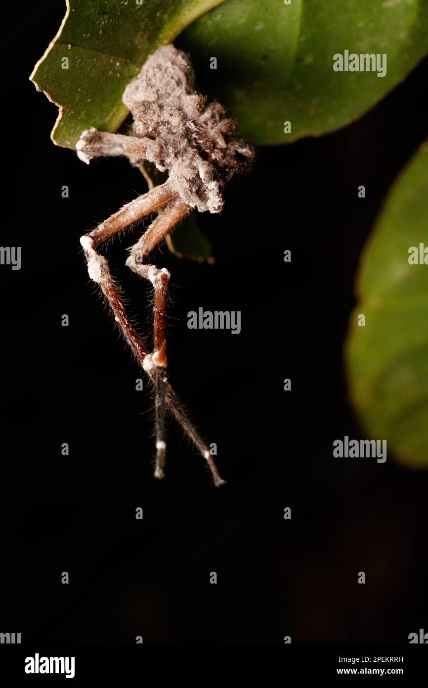Huntsman Spider that has succumbed to fungal infection Stock Photo - Alamy