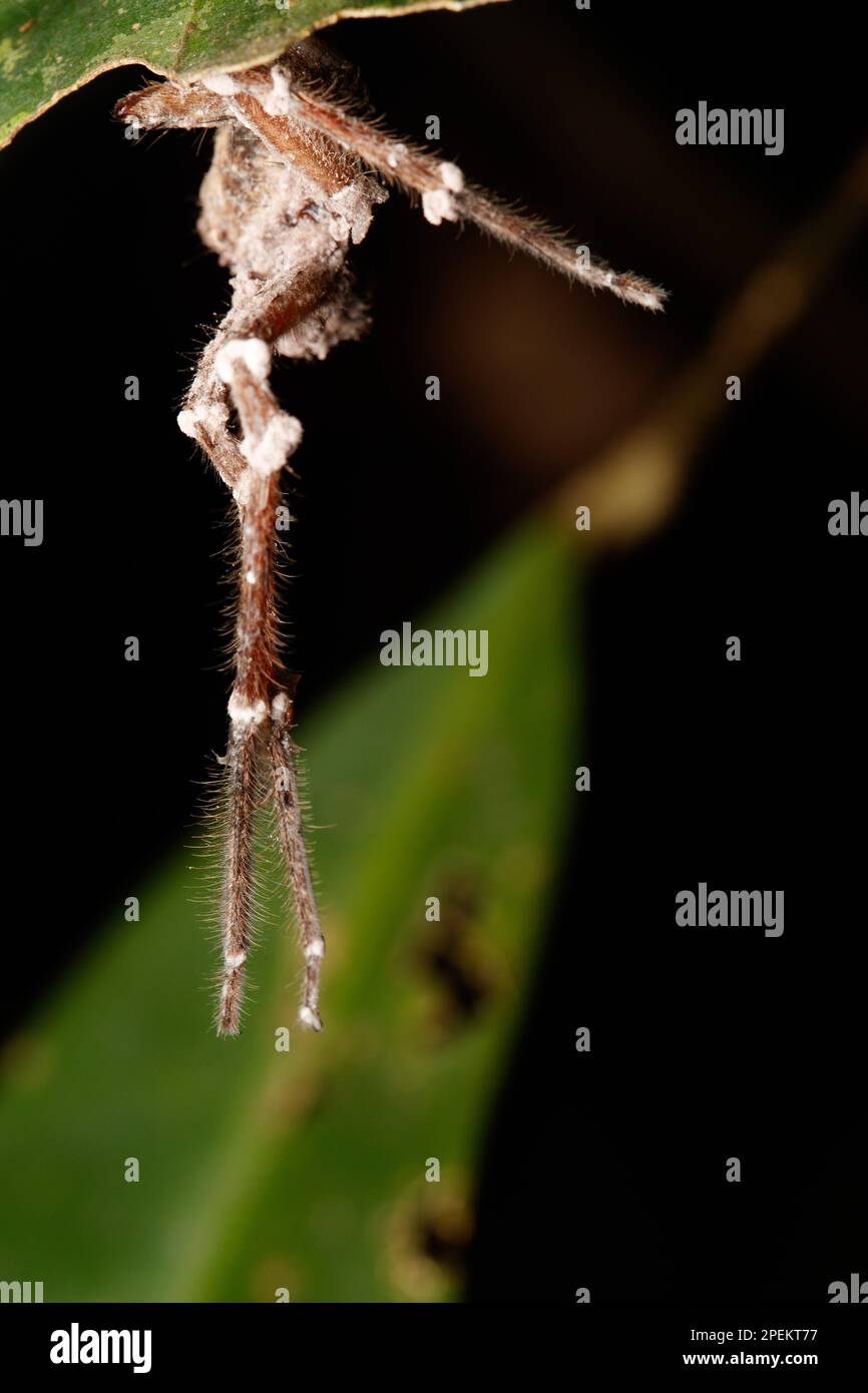 Huntsman Spider that has succumbed to fungal infection Stock Photo - Alamy