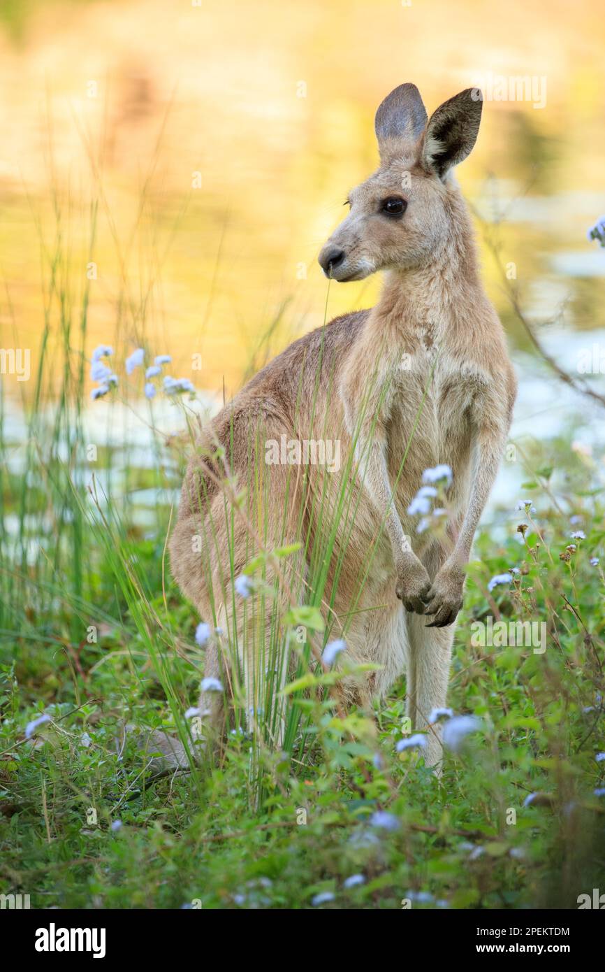 Eastern Grey Kangaroo (Macropus giganteus Stock Photo - Alamy