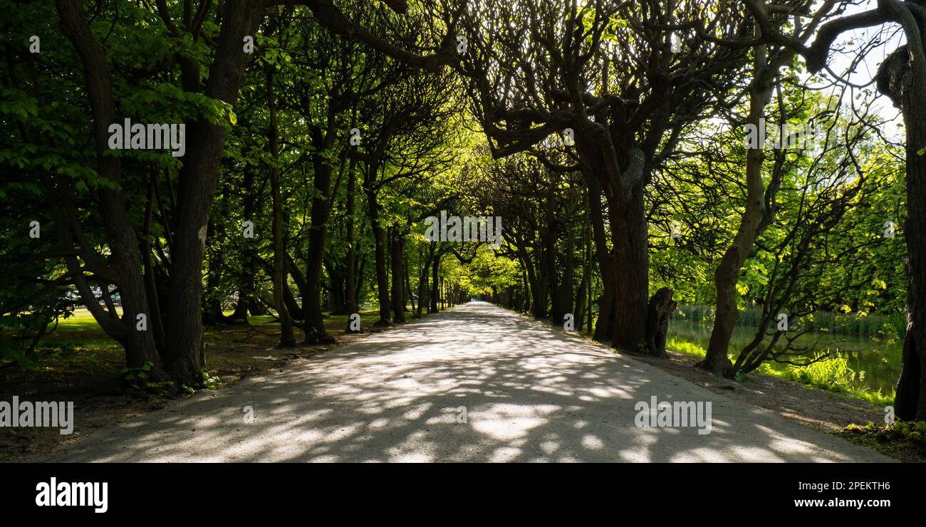 Green trees in two sides of walkway in the park on sunny day in autumn ...