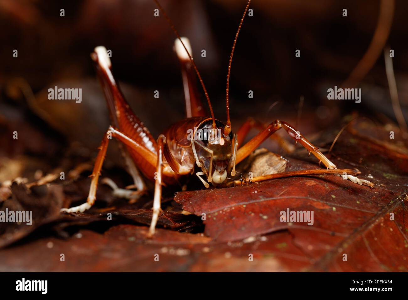 White kneed cricket hi-res stock photography and images - Alamy