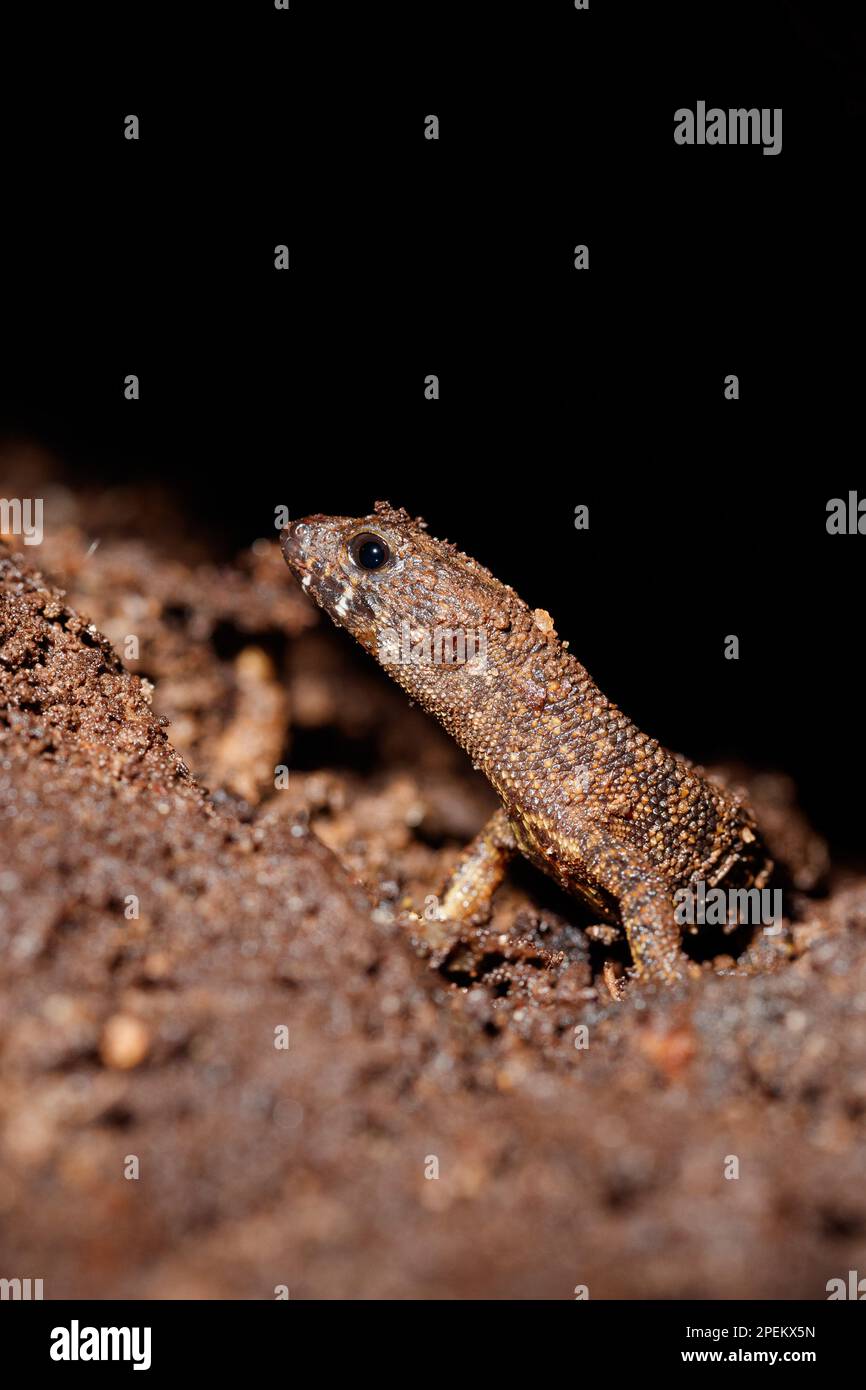 Prickly Forest Skink (Gnypetoscincus queenslandiae) Wooroonooran ...