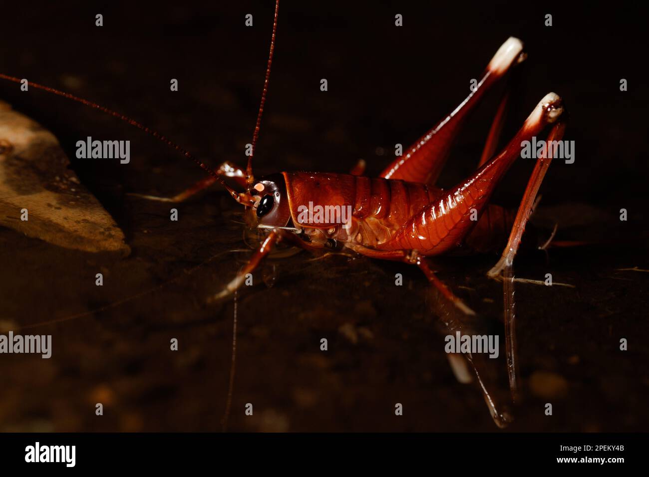 White-kneed King Cricket (Penalva flavocalceata) Wooroonooran National ...