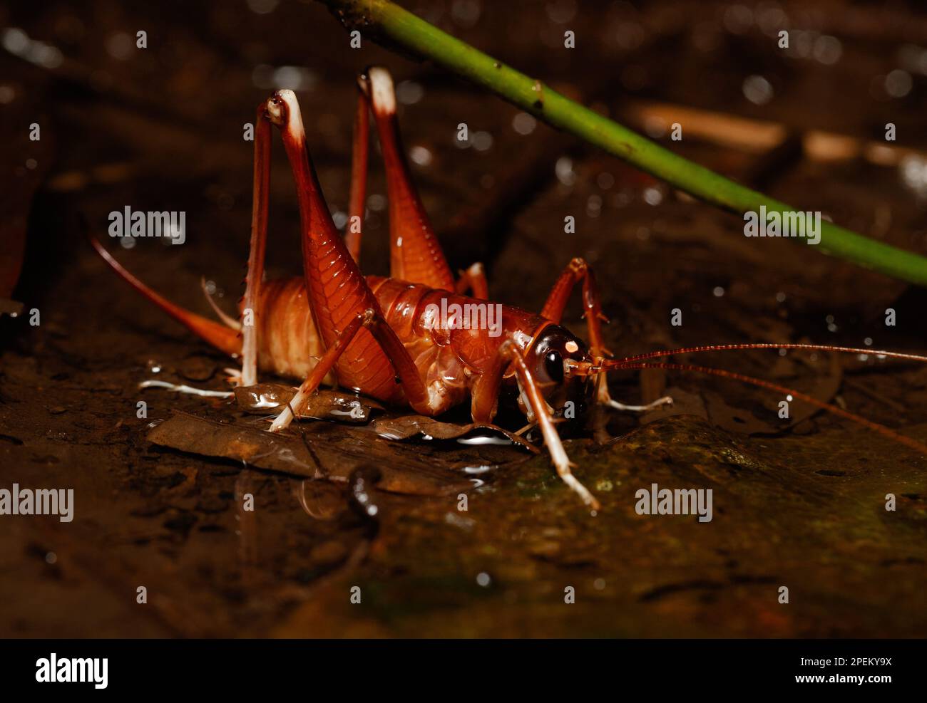 White-kneed King Cricket (Penalva flavocalceata) Wooroonooran National ...