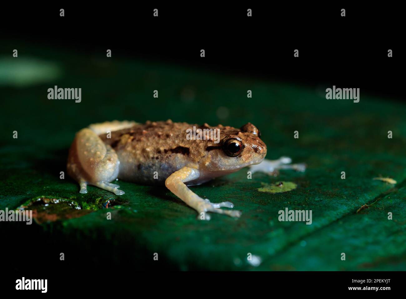Southern Ornate Nursery Frog (Cophixalus australis) Wooroonooran ...