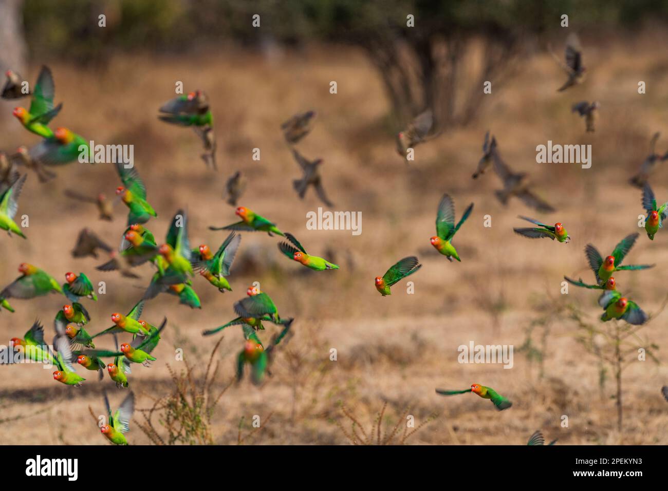 A large flock of Lilians Lovebirds take flight in Zimbabwe's Mana Pools ...