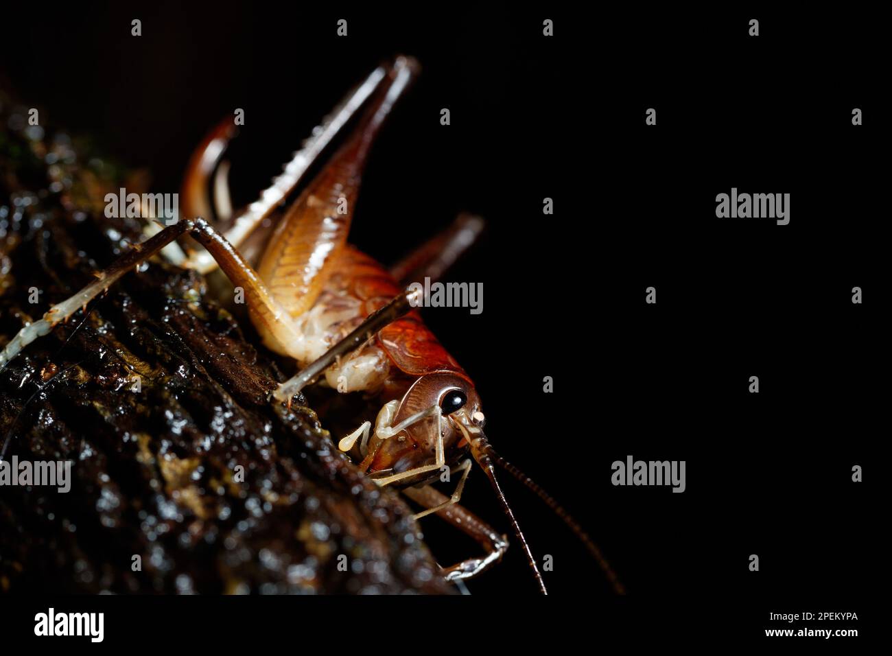 White-kneed King Cricket (Penalva flavocalceata) Wooroonooran National ...