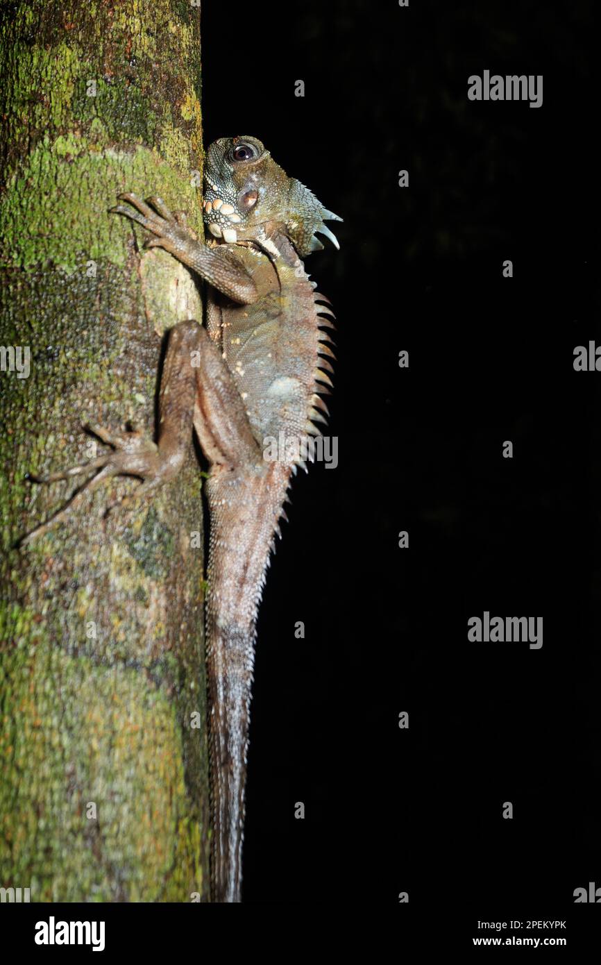 Jalbil or Boyd's Forest Dragon (Hypsilurus boydii) Wooroonooran ...