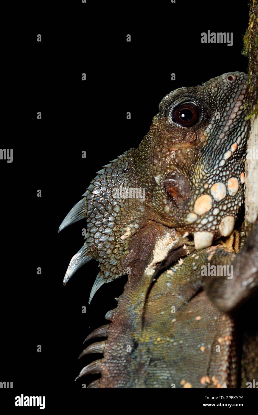 Jalbil or Boyd's Forest Dragon (Hypsilurus boydii) Wooroonooran ...