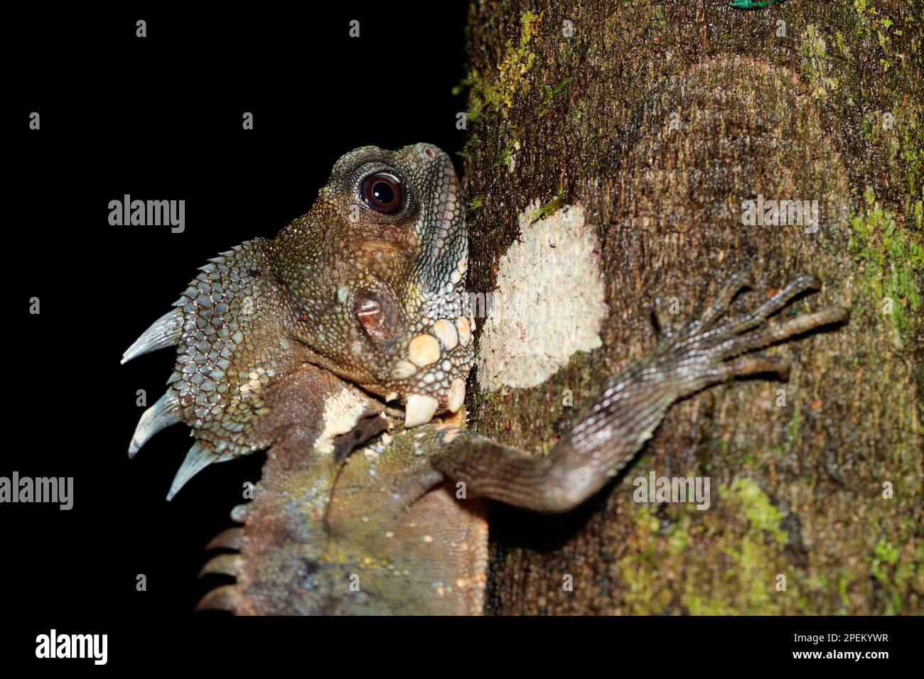 Jalbil or Boyd's Forest Dragon (Hypsilurus boydii) Wooroonooran ...