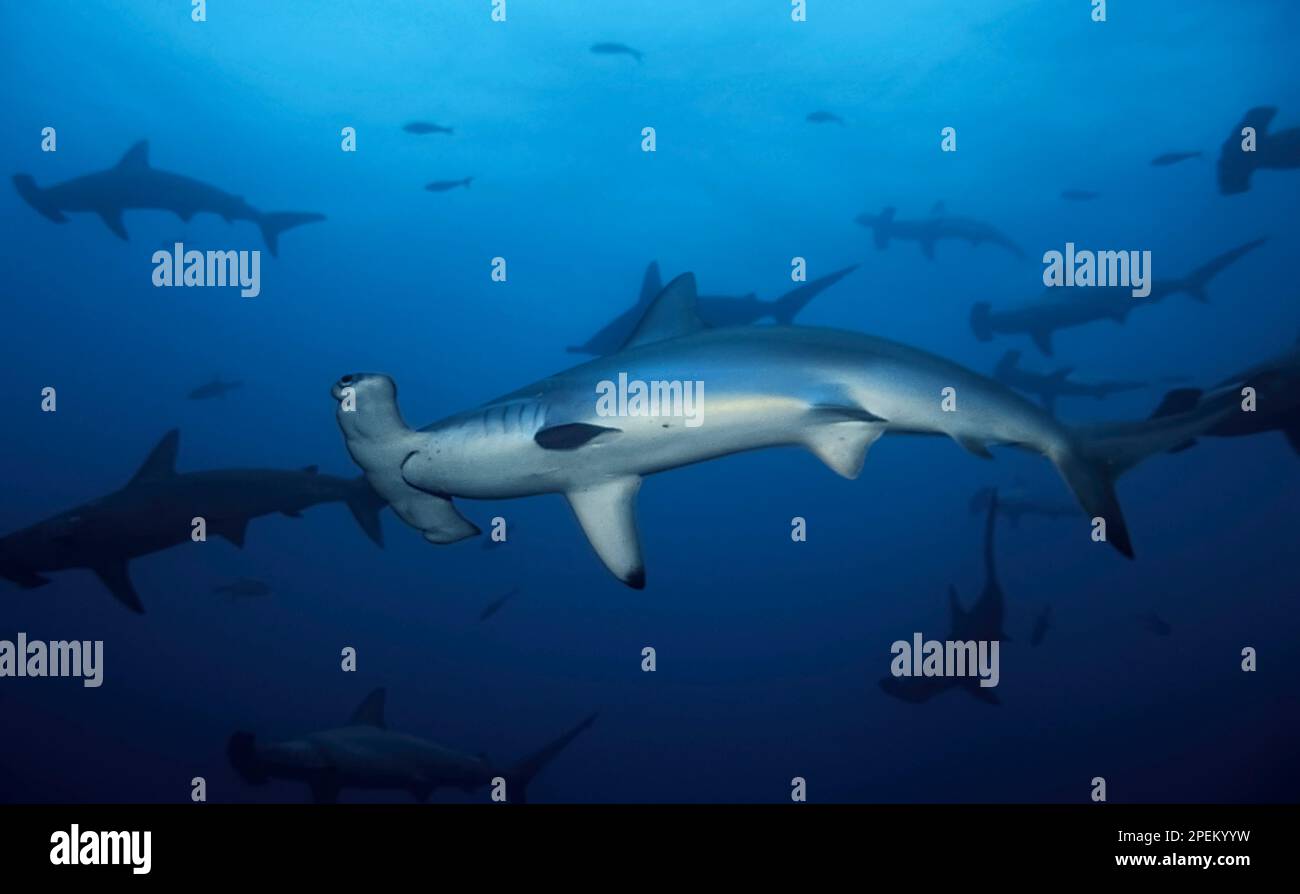 Silver gray bodies hi-res stock photography and images - Alamy