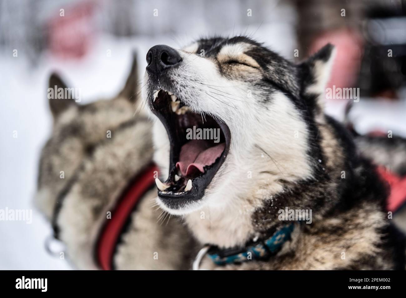 Husky dog with its mouth open in the snow Stock Photo - Alamy