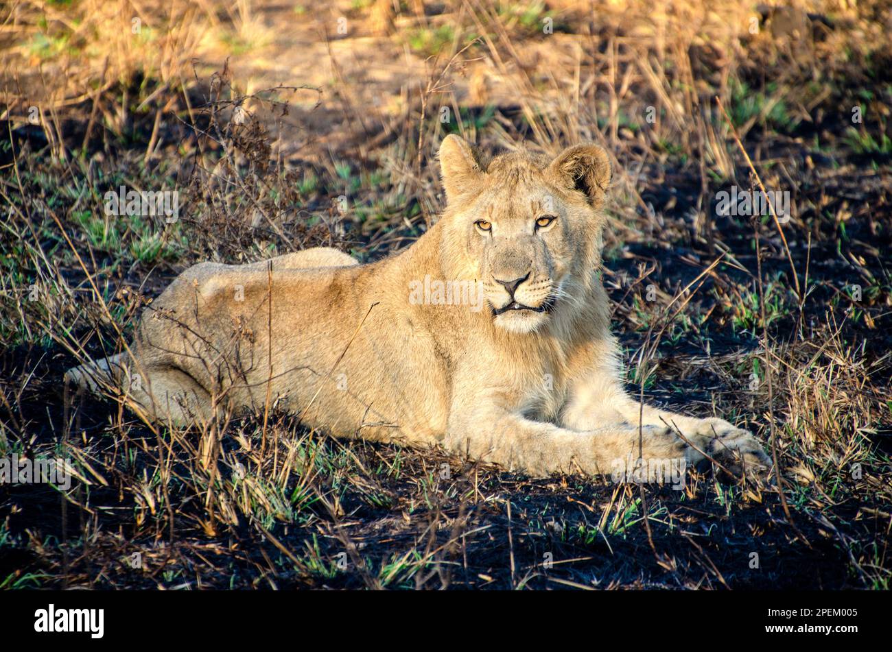young lion laying on the ground in a field Stock Photo - Alamy