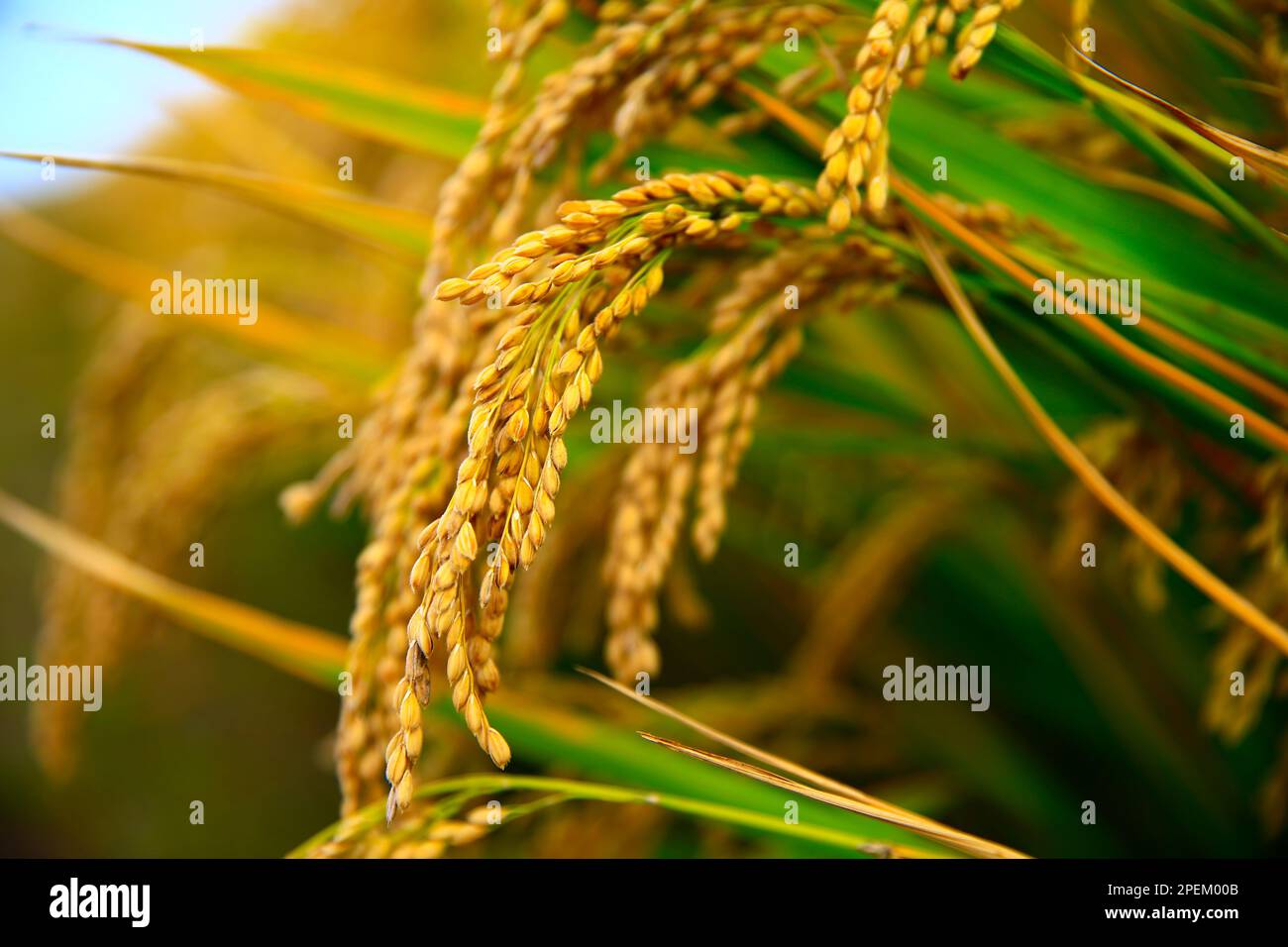 Mature rice farm in the country Stock Photo - Alamy