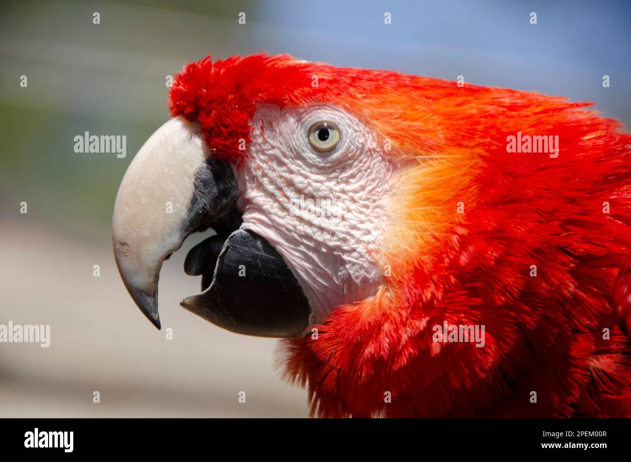 Red parrots hi-res stock photography and images - Alamy