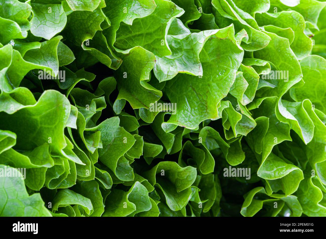 A background of green lettuce with beautiful juicy leaves in close-up ...