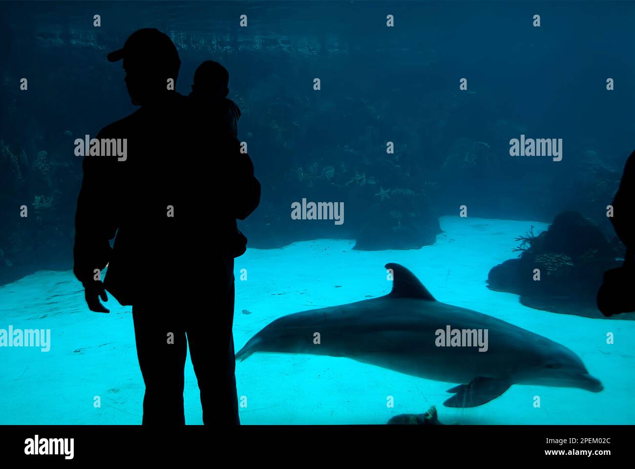 silhouettes of a father holding his baby beholding a dolphin in an ...
