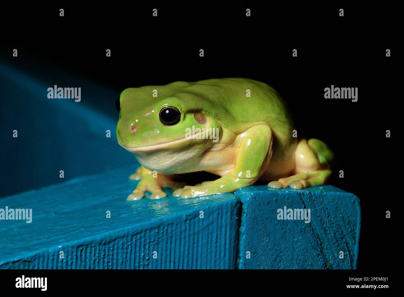Green Tree Frog (Litoria caerulea) Wooroonoon National Park, Queensland ...