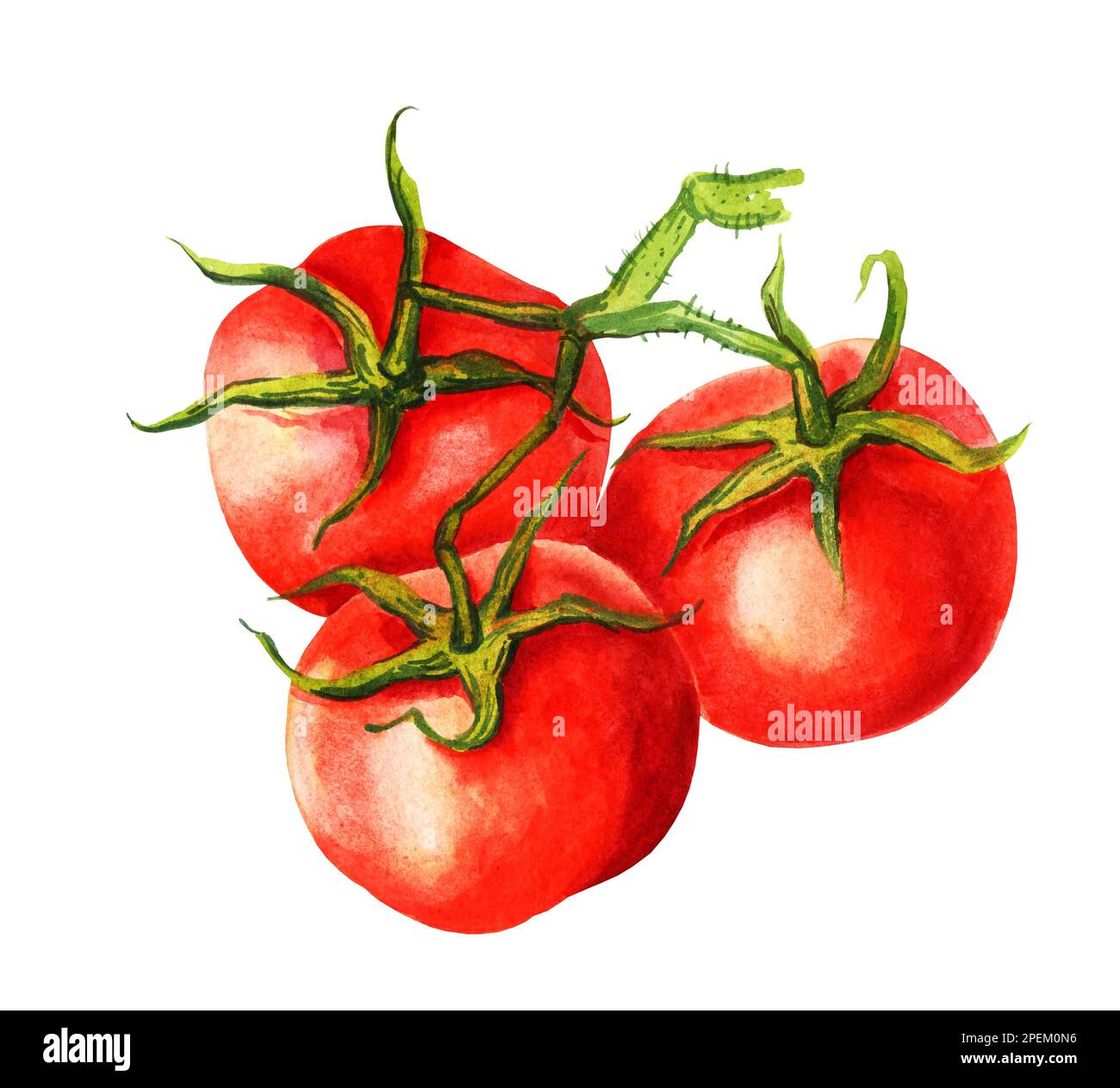 illustration with brunch of tomatoes, watercolour branch of red ripe ...