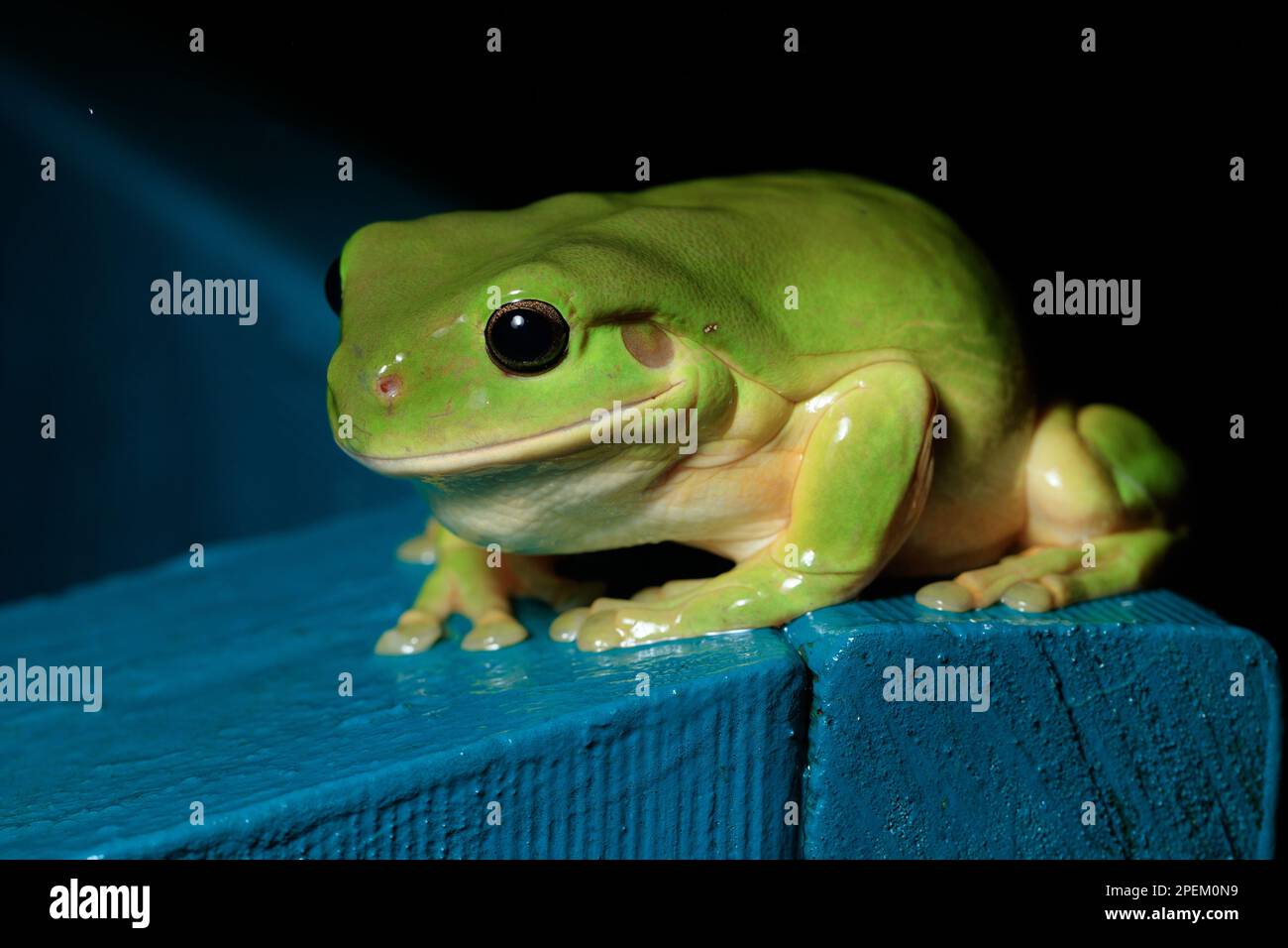 Green Tree Frog (Litoria caerulea) Wooroonoon National Park, Queensland ...